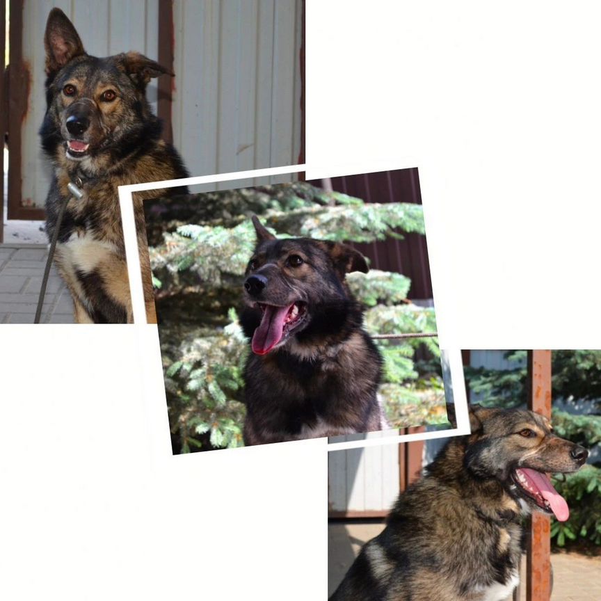 Фокс мальчик ищет дом