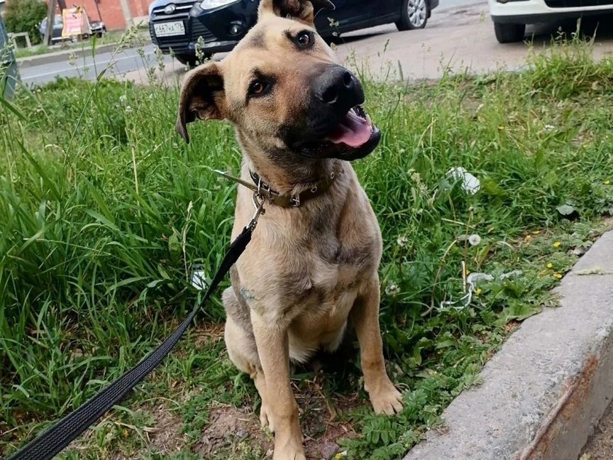 Отдам в добрые руки собаку Сириус