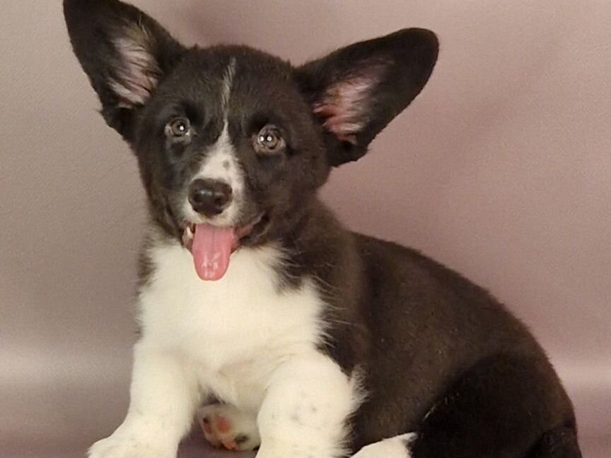 Щенки Вельш-корги кардиган