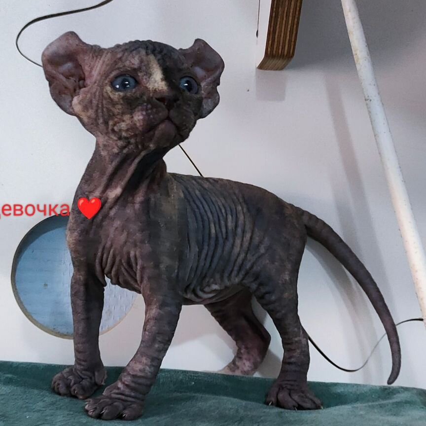 Канадский сфинкс котёнок