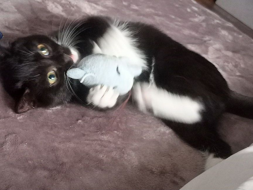 Отдам кошечку Шарлоту в добрую семью