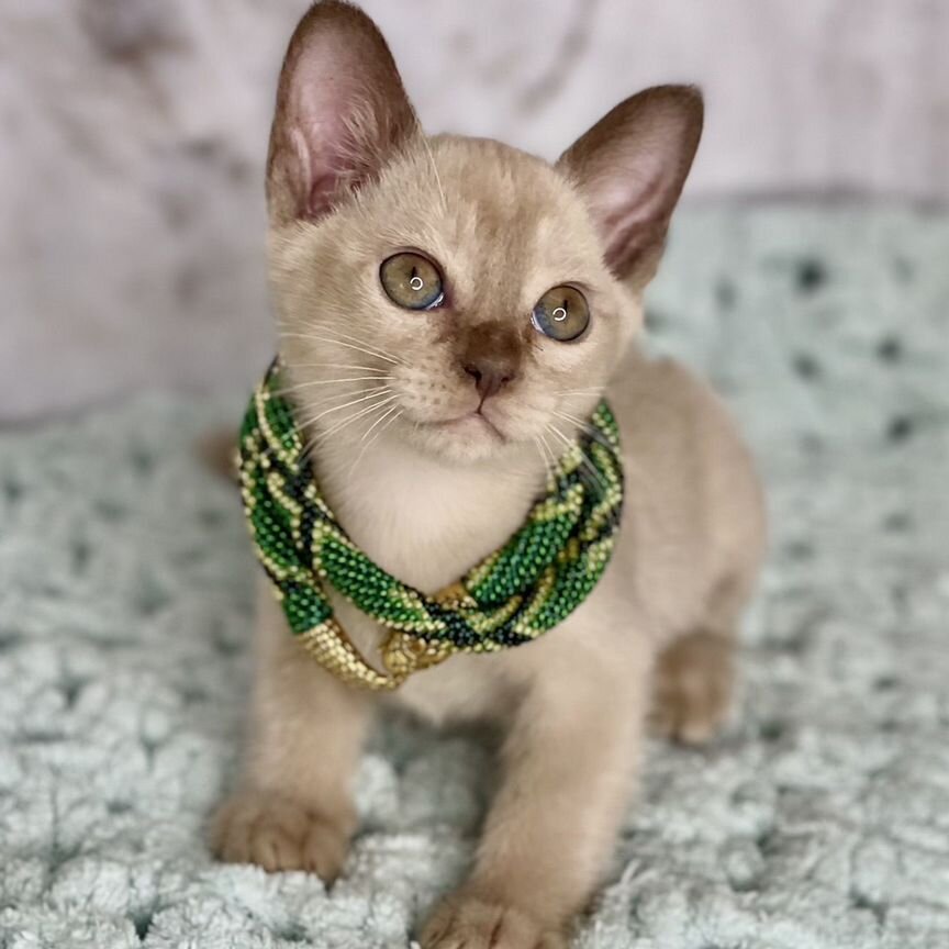 В разведение Бурманская девочка