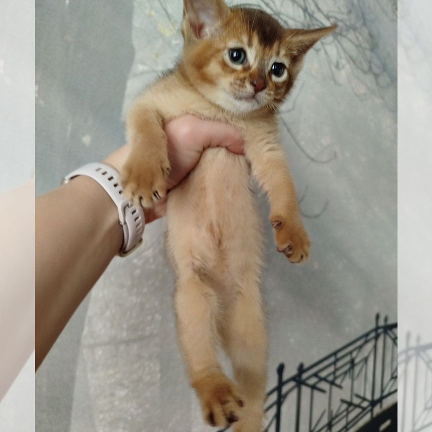 Абиссинский котёнок