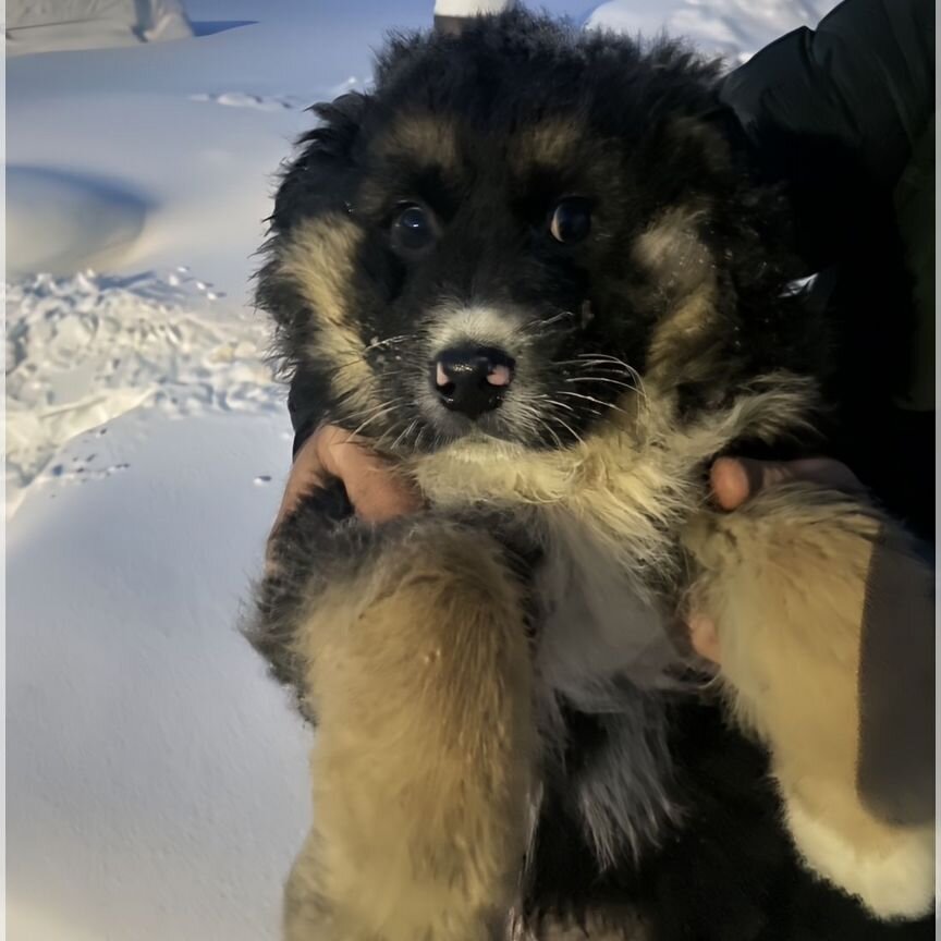 Щенок в добрые руки