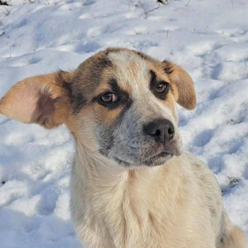 Маленький щенок(4мес)пропадает на улице.Шанс