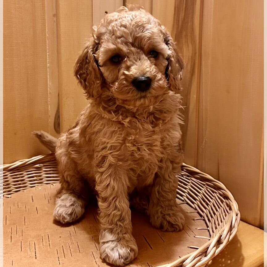 Той-пудель, щенок