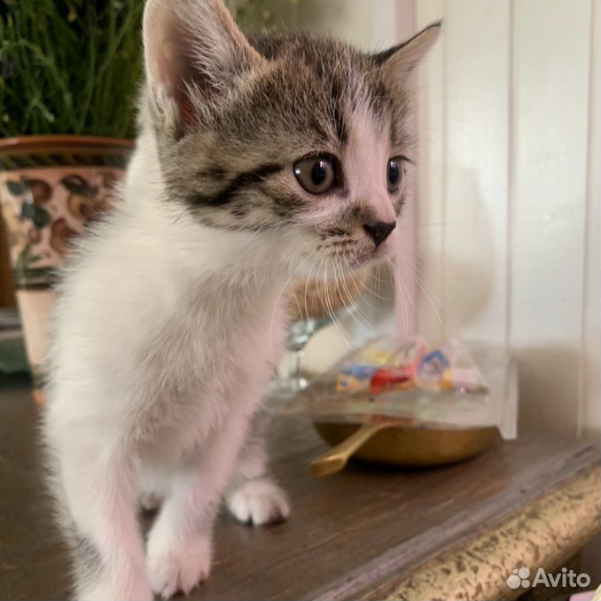 Плюшевые котятки, 1 месяц