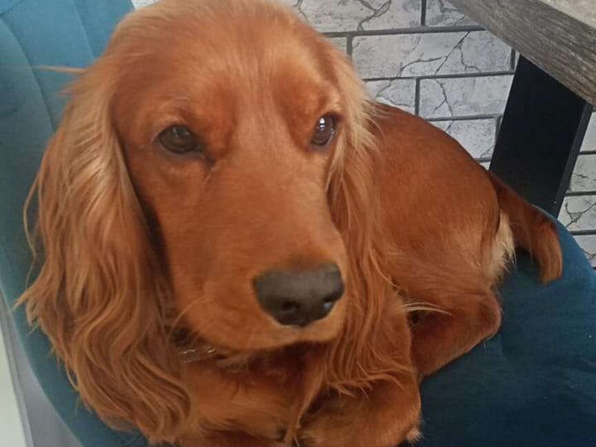 Вязка Английский Кокер Спаниель