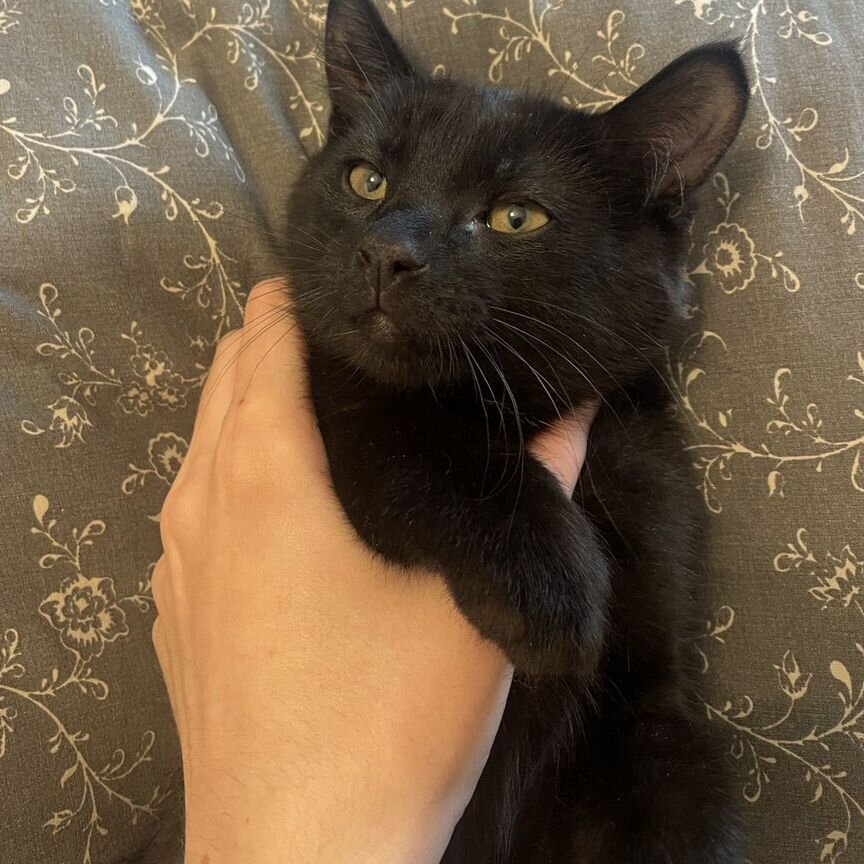 Смешной кот-дебил, 5-6 месяцев