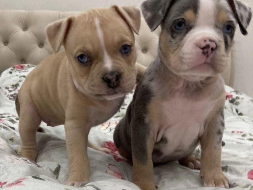 Американский булли щенки