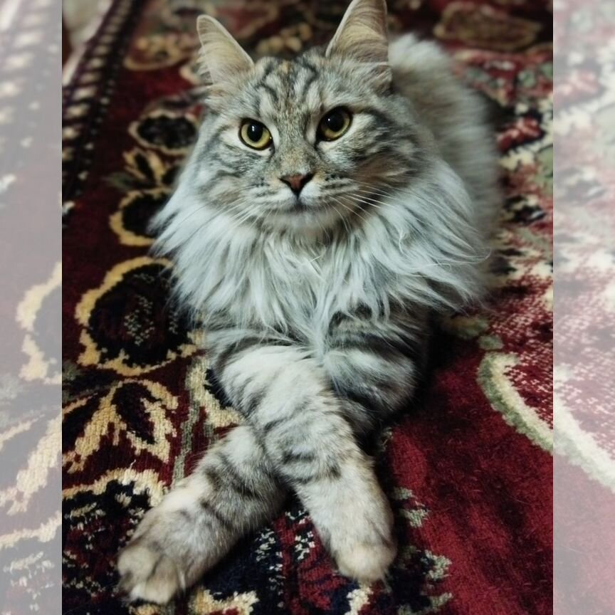 Курильский бобтейл длинношёрстный, взрослая кошка