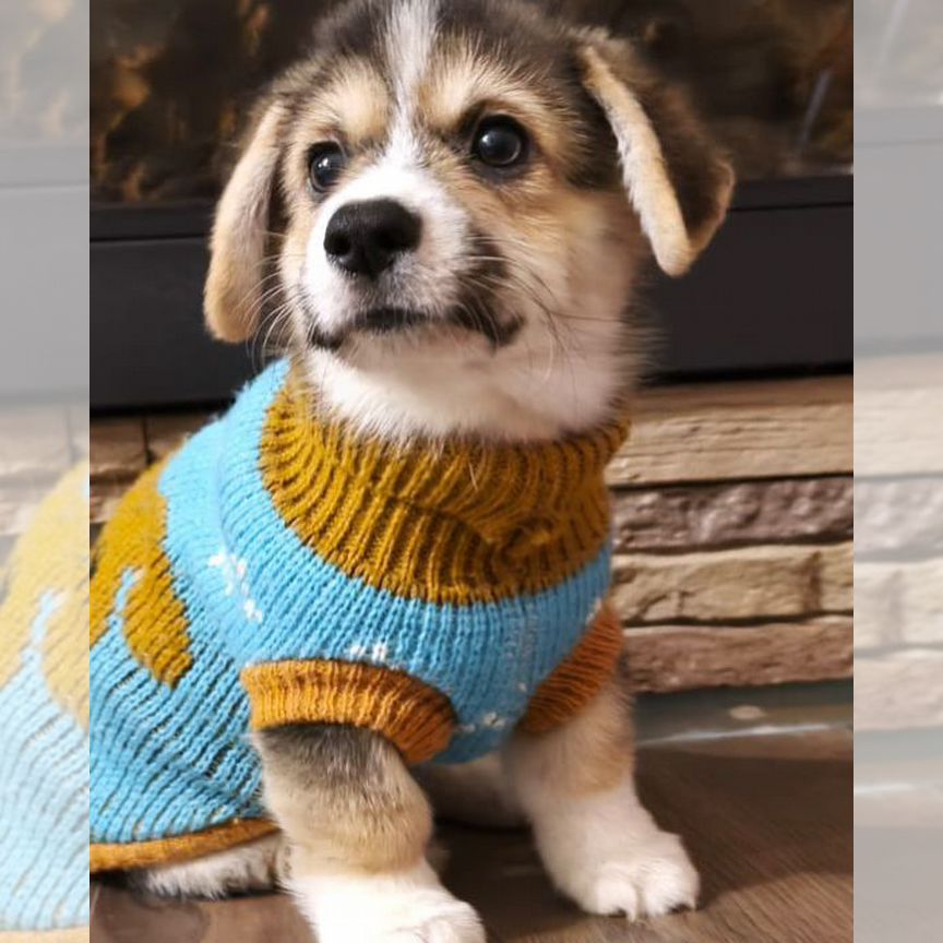 Вельш Корги Пемброк, щенок