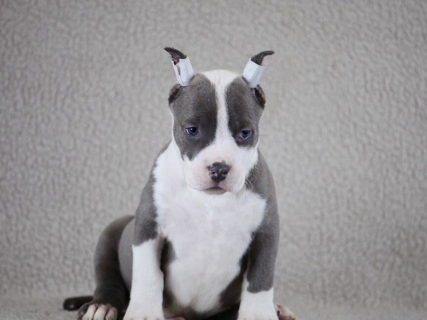 Голубой мальчик тяжелого типа,питомник