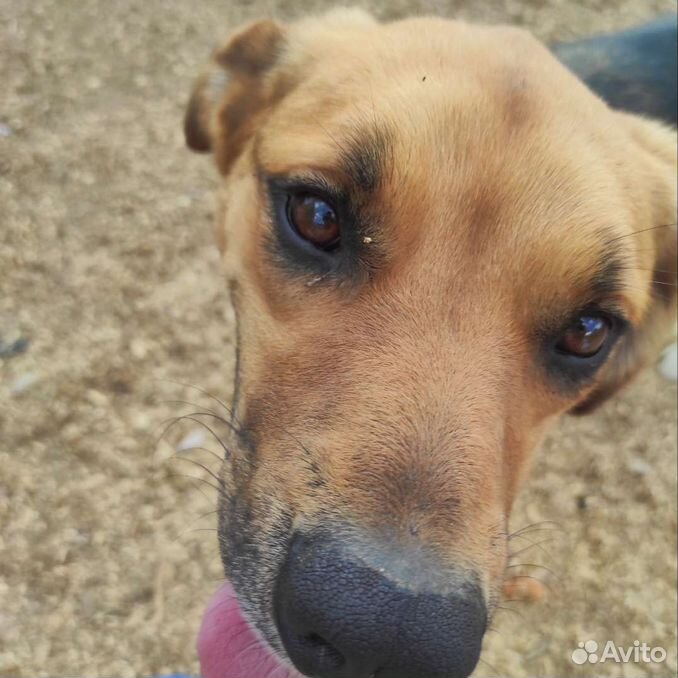 Стаф девочка молодая добрая ищет дом