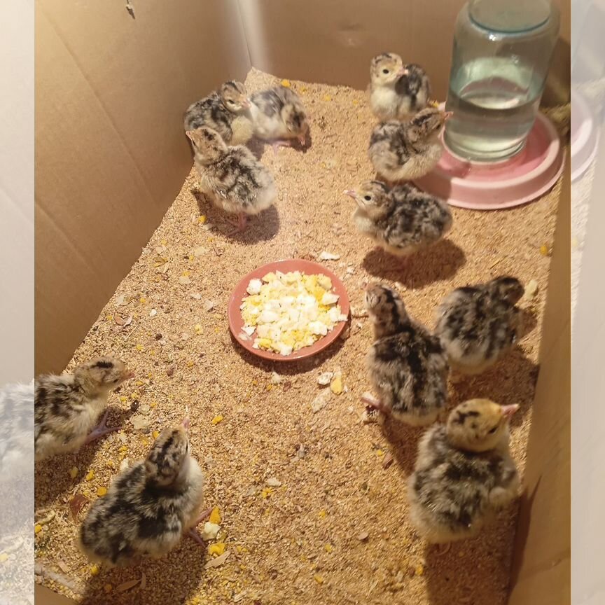 Домашние индюшата,цыплята