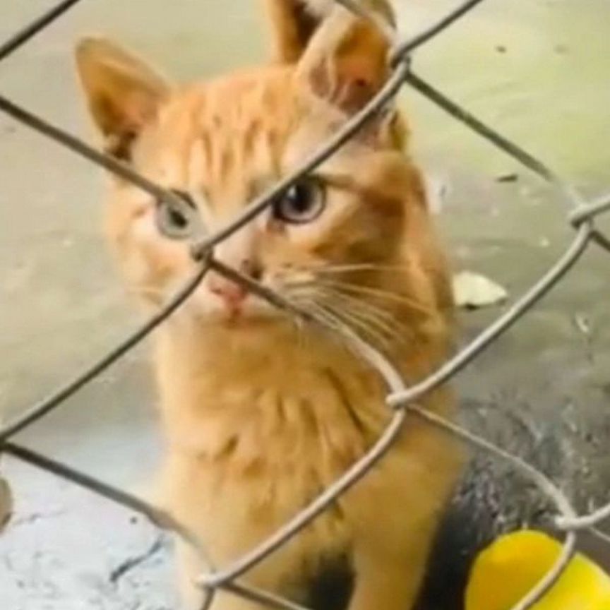 Рыжие котята 3 месяца