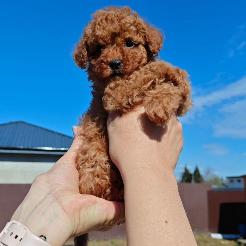 Той-пудель, щенок