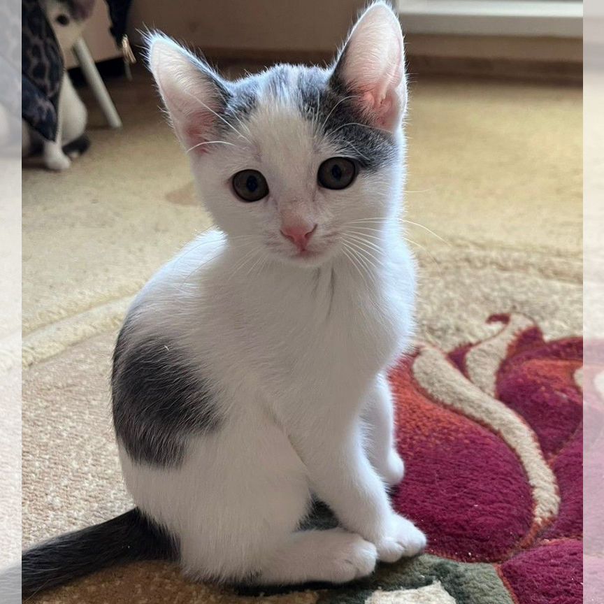Отдадим котят