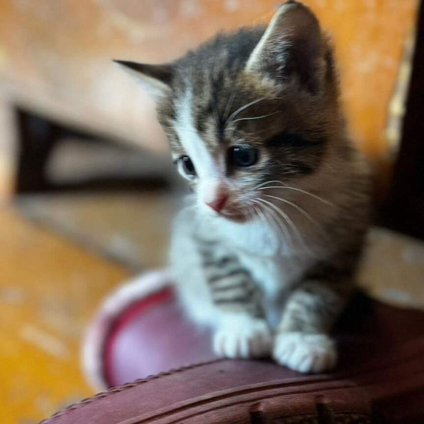 Продам котят в добрые руки