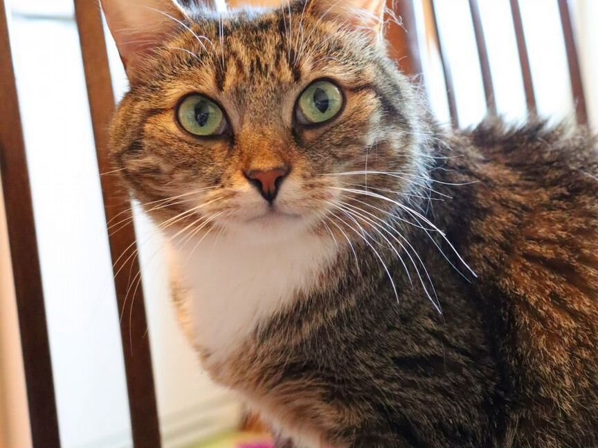 Кошка Алекс в добрые руки