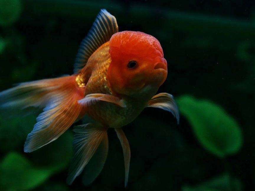 Оранда красная (импорт)