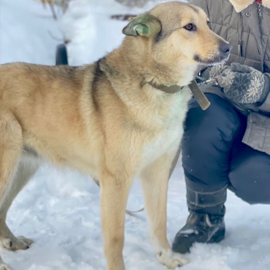Взрослая собака в добрые руки