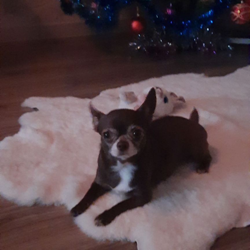 Вязка чихуахуа девочка