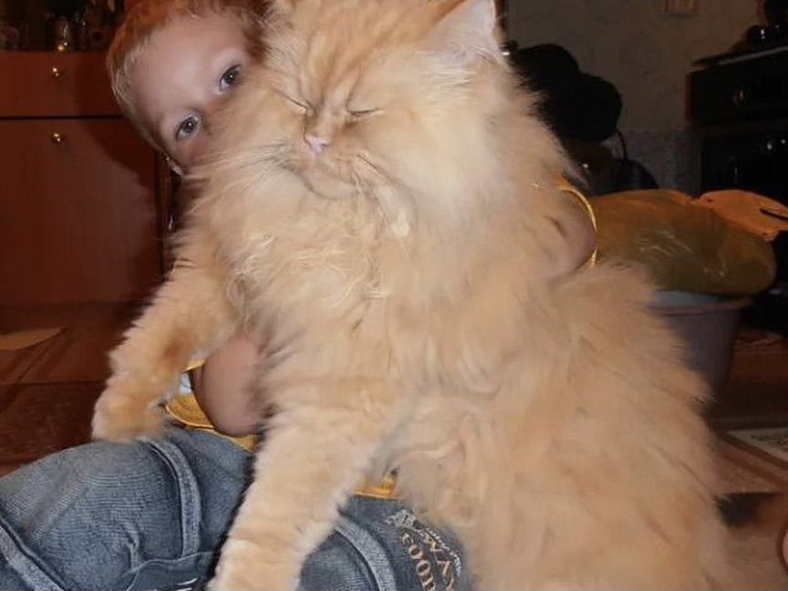 Отдаём кота в добрые руки