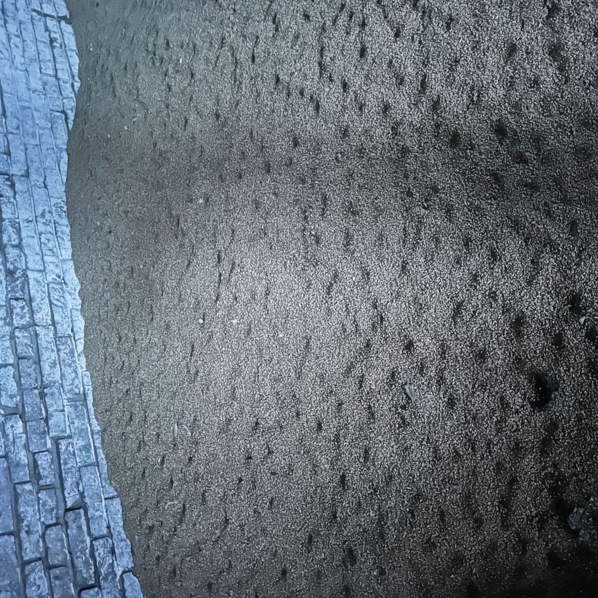 Зерно пшеница