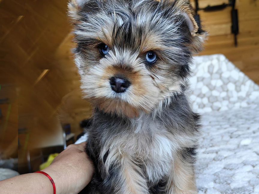 Йорк.Голубоглазый Аванти