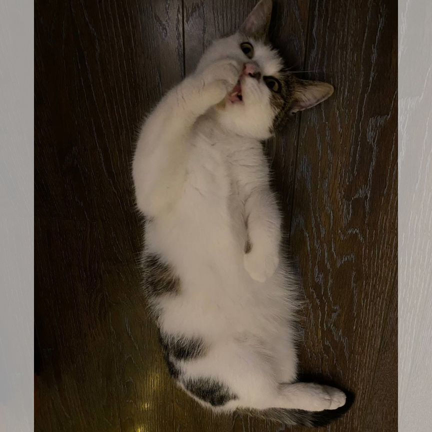 Маленький котенок бесплатно девочка