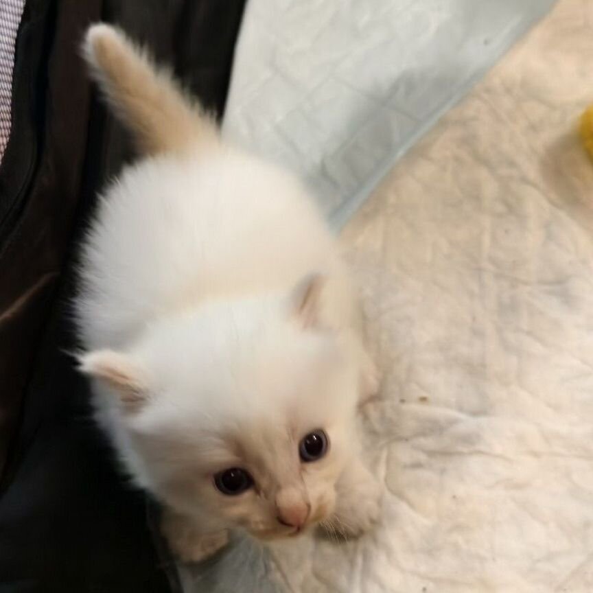 Котёнок в добрые руки