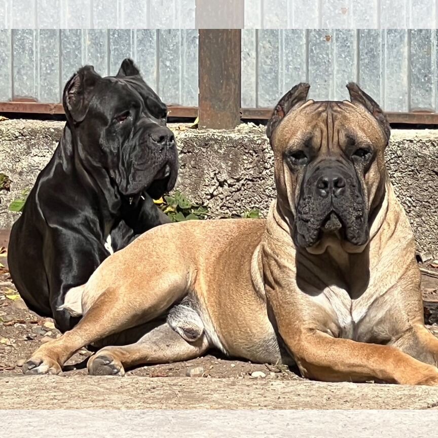 Кане-корсо, щенок