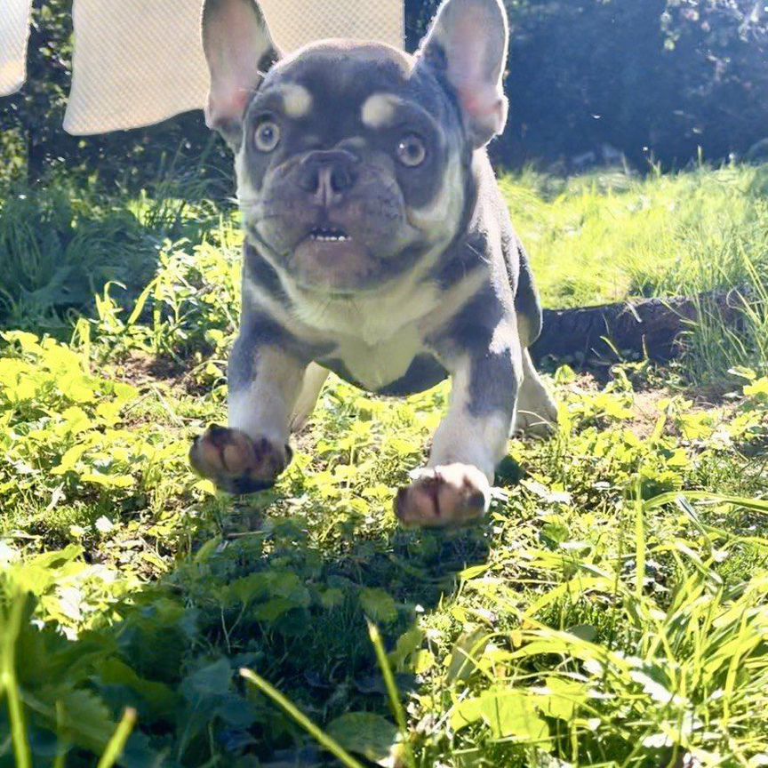 Малышка 5,5 мес миниатюра.Французский бульдог