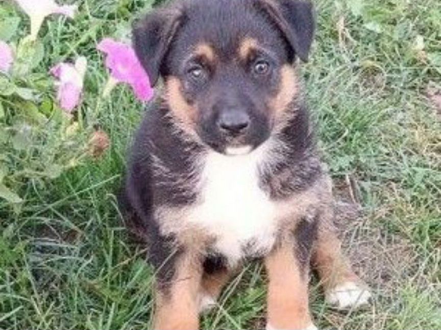 Девочка милашка