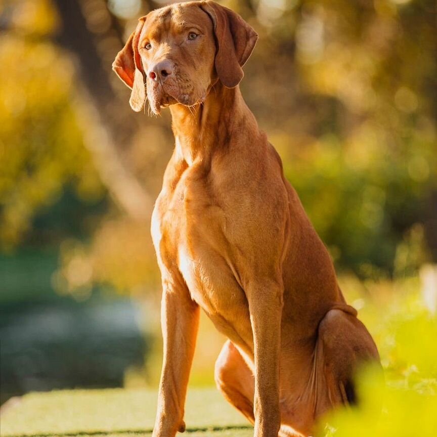 Венгерская выжла (легавая) молодой кобель