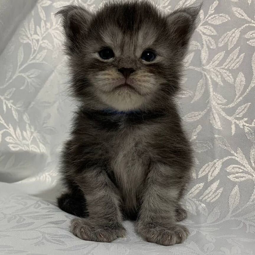 Котенок мейнкун черный дым