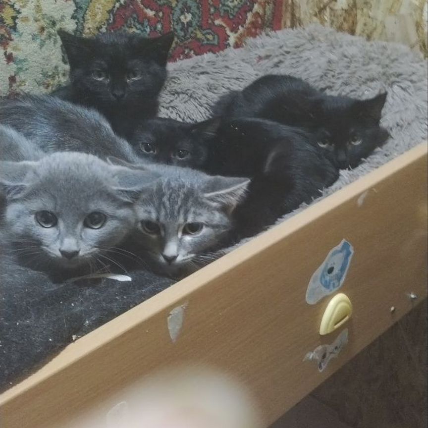 Котёнок в добрые руки