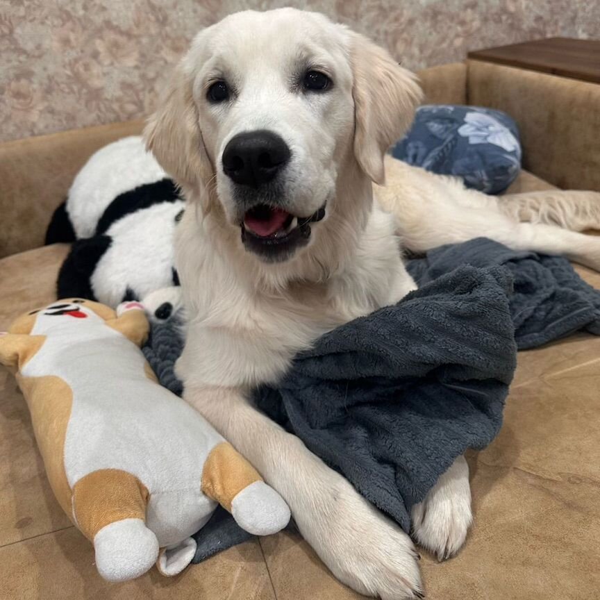 Золотистый ретривер, щенок