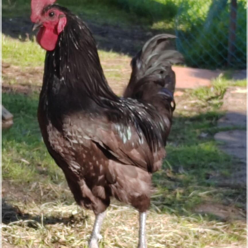 Петух уйхейилюль