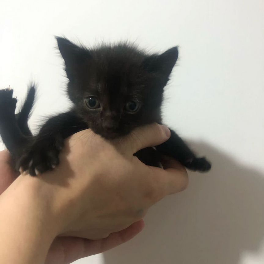 Смесь сиамской и безпородистой породы