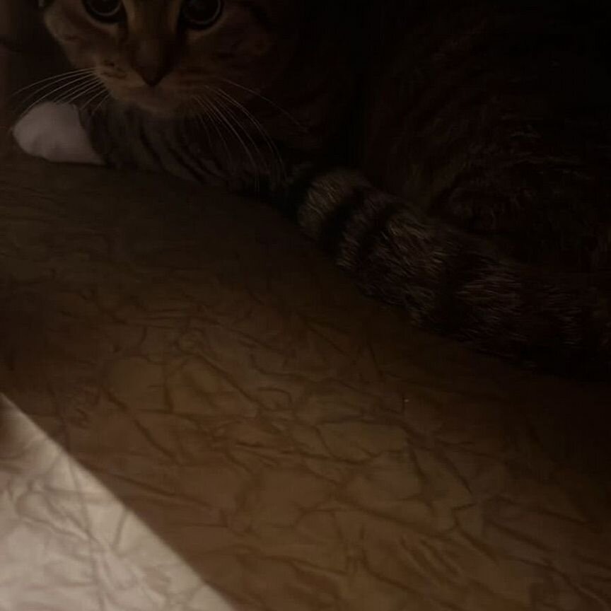 Шотландская кошка