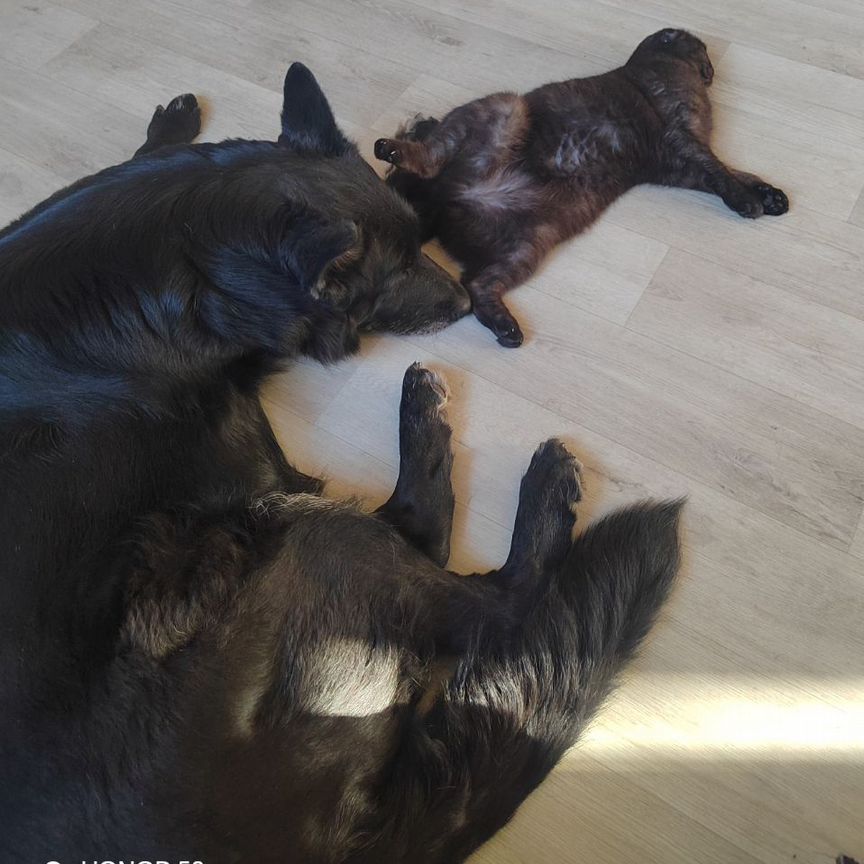 Немецкая овчарка, взрослая собака