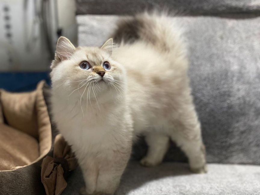 Кошка