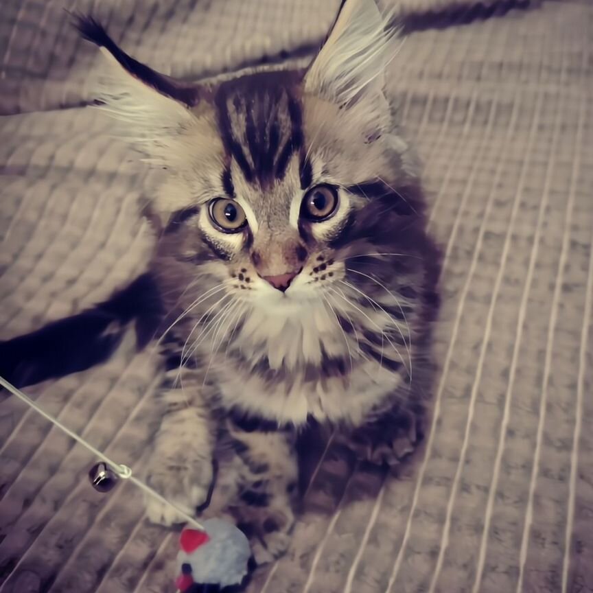 Мейн-кун котёнок