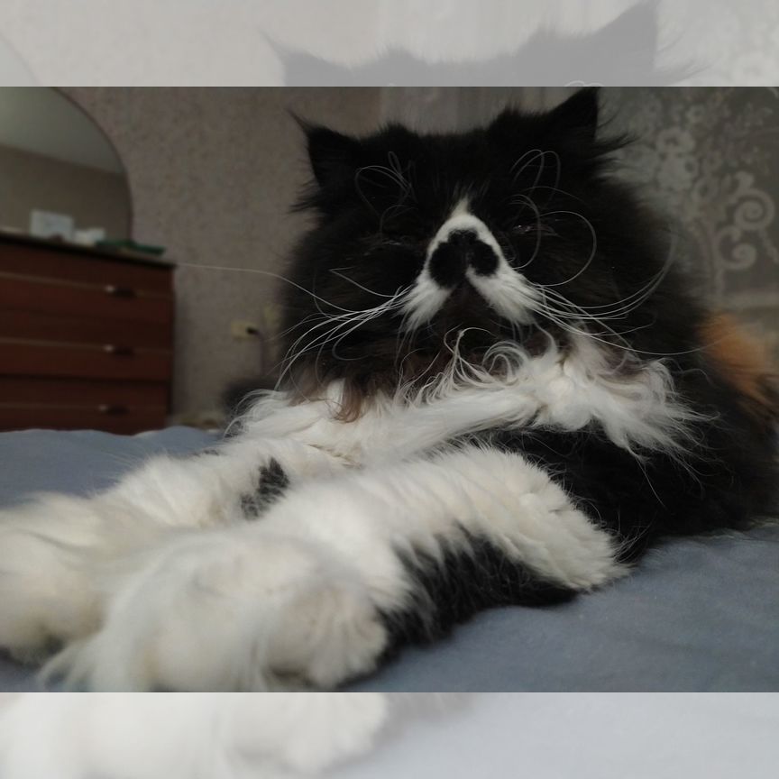 Персидский кот