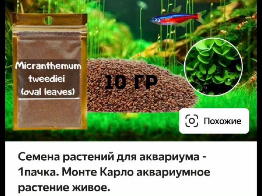 Семена почвокровка Монте карло