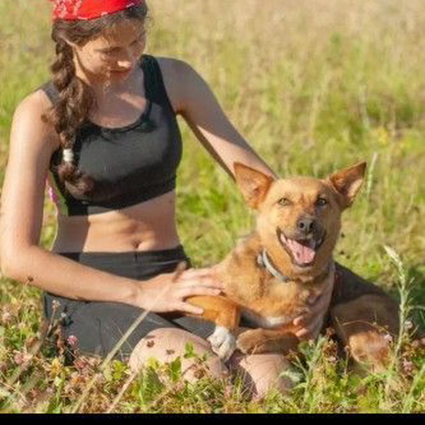 Красавица Тина ждет вас в приюте