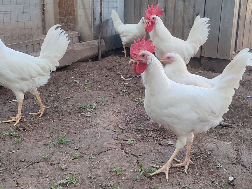 Молодые петухи