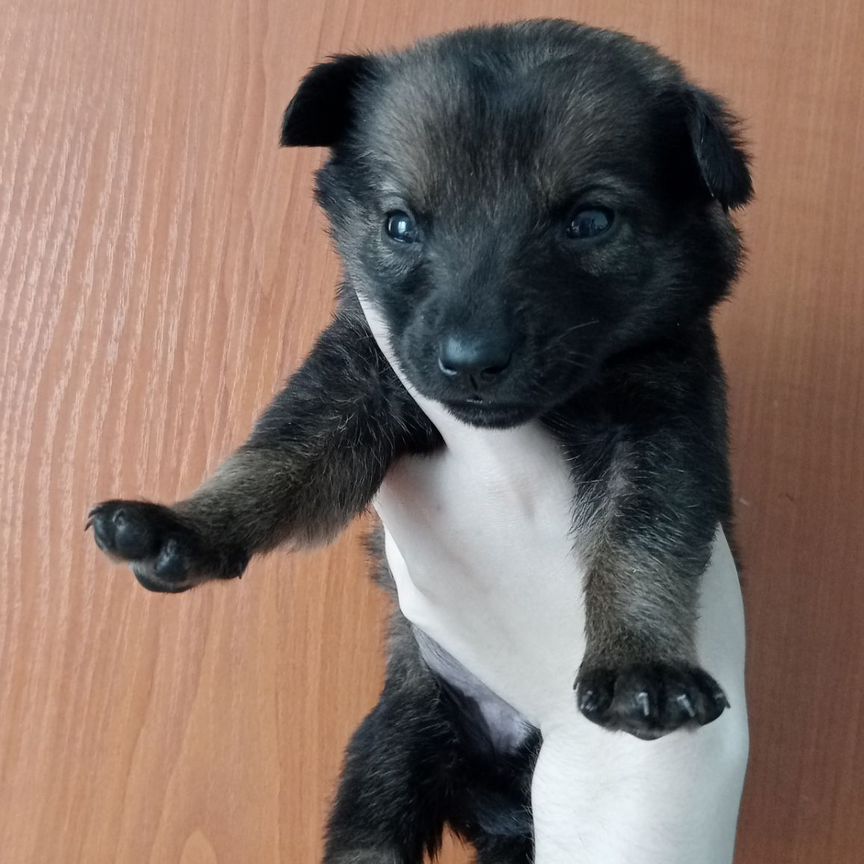 Щенок в добрые руки